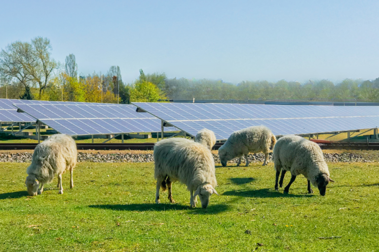 Foxglove Solar in Frederick County, Virginia